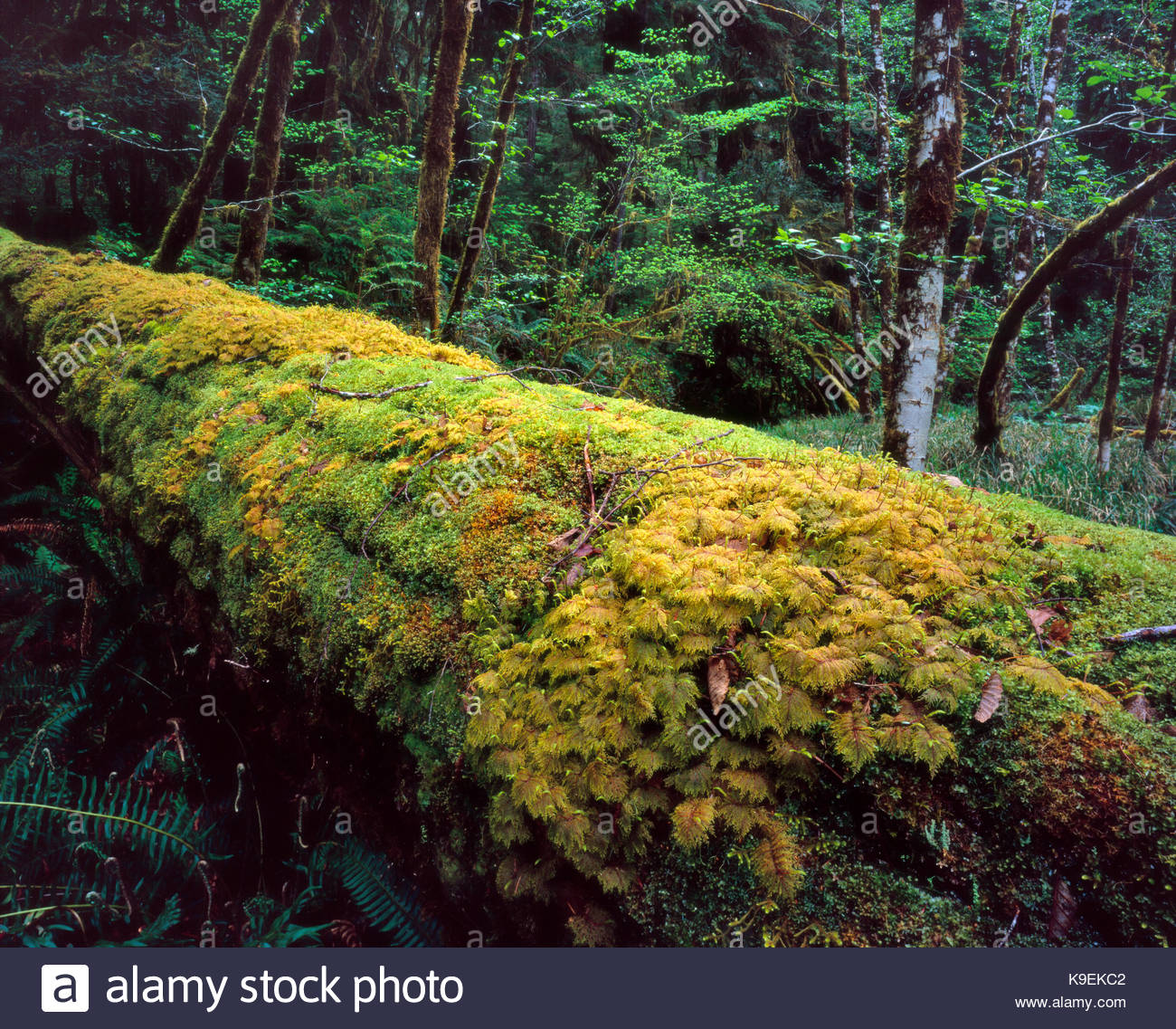 Douglas Fir Log Stock Photos & Douglas Fir Log Stock Images - Alamy