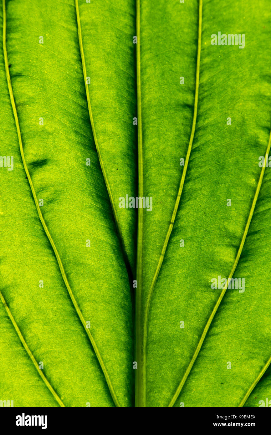 Leaf macro with veins Stock Photo - Alamy