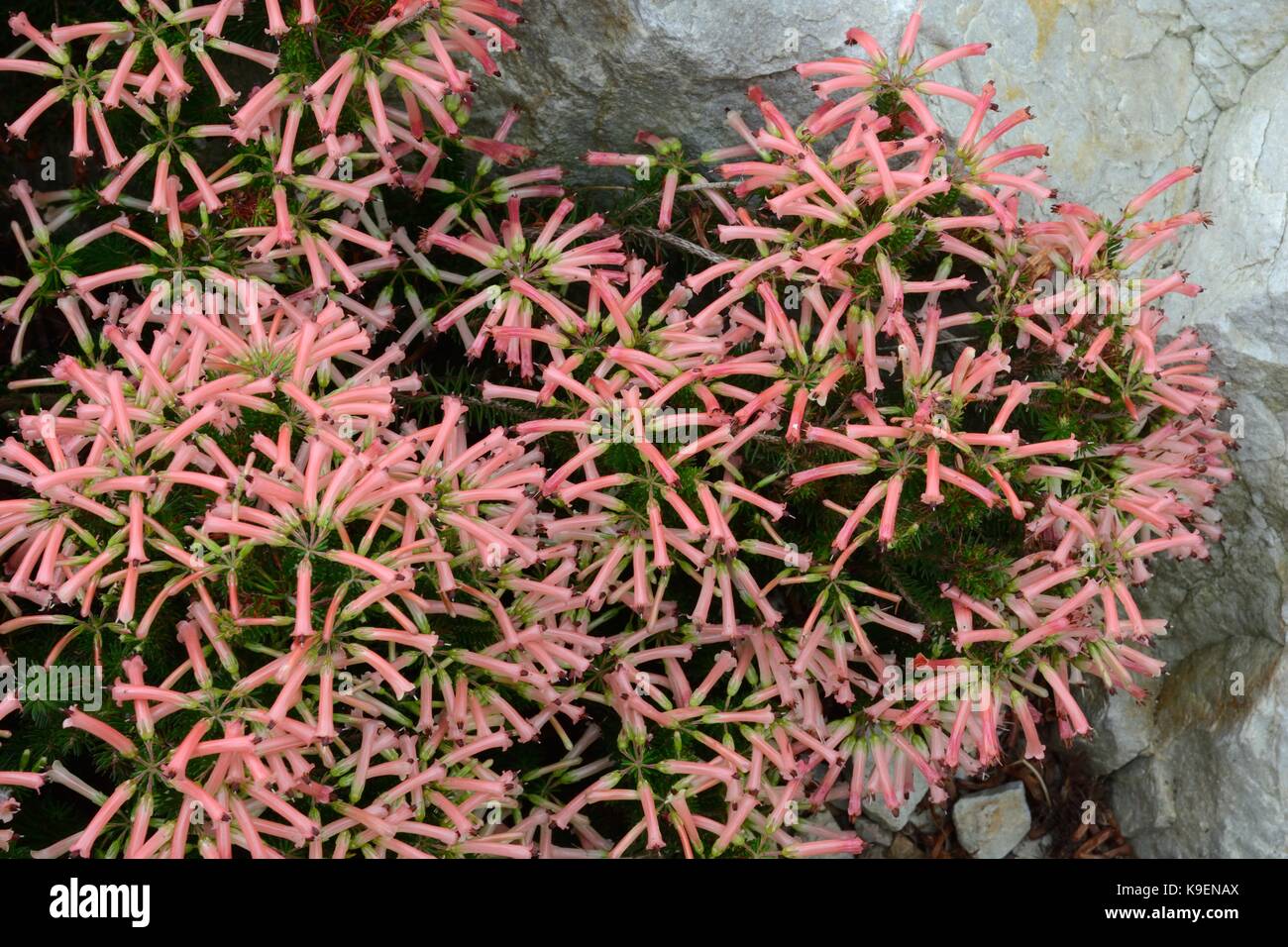Erica nevillei growing The National Botanic Garden of Wales Llanarthney ...