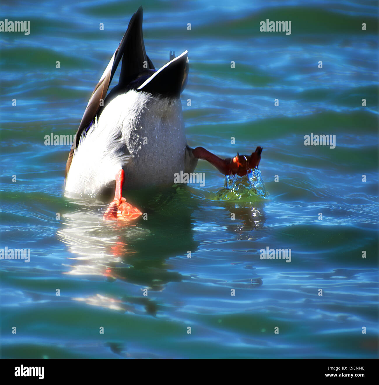 Duck diving. Legs in the air Stock Photo - Alamy