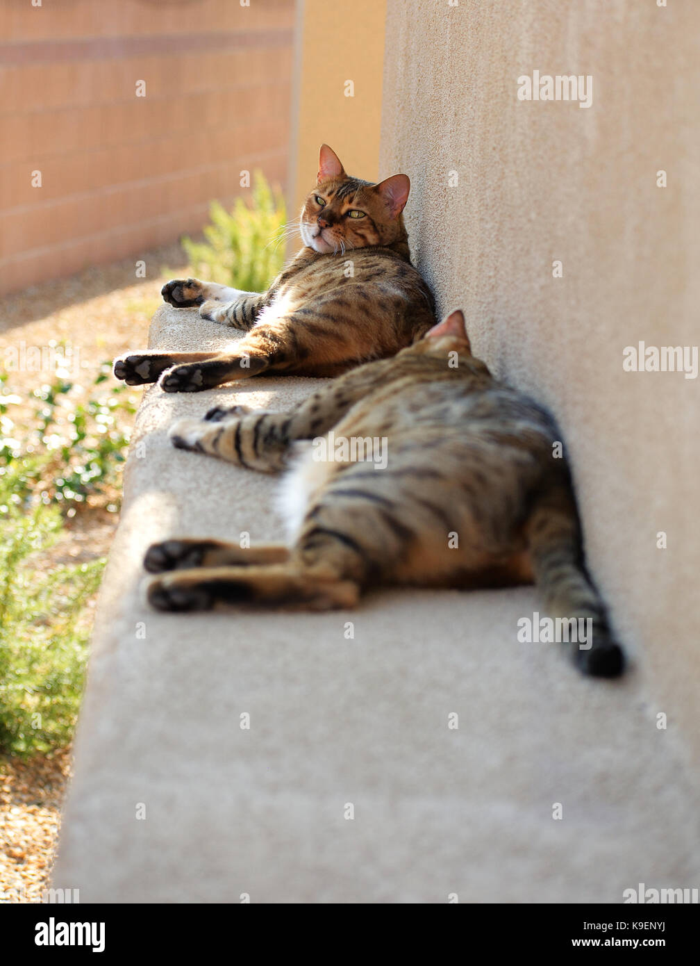 Cat. Bengals. Relaxing outside Stock Photo - Alamy