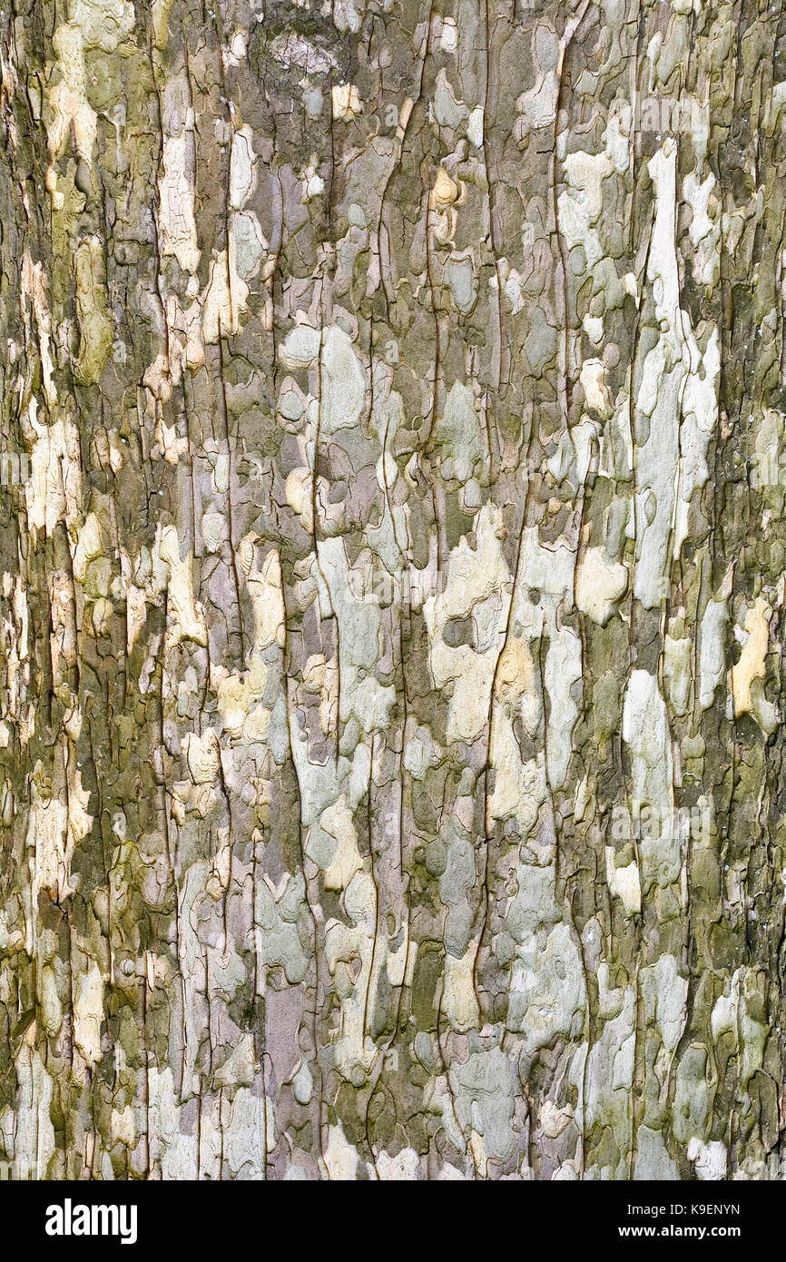 The bark on the trunk of an old maple. Details. Texture. The trunk of ...