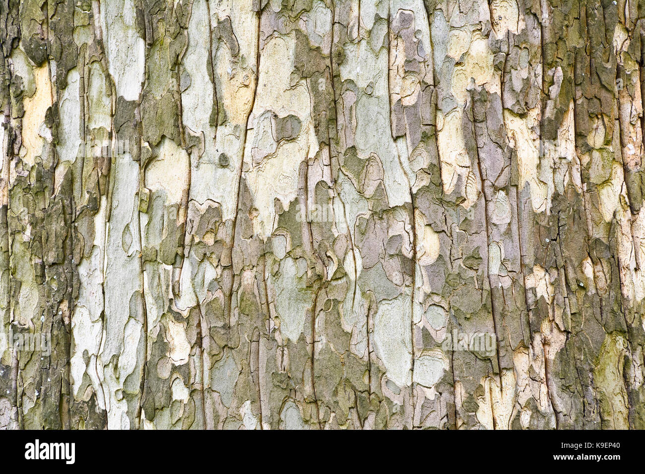 The bark on the trunk of an old maple. Details. Texture. The trunk of ...