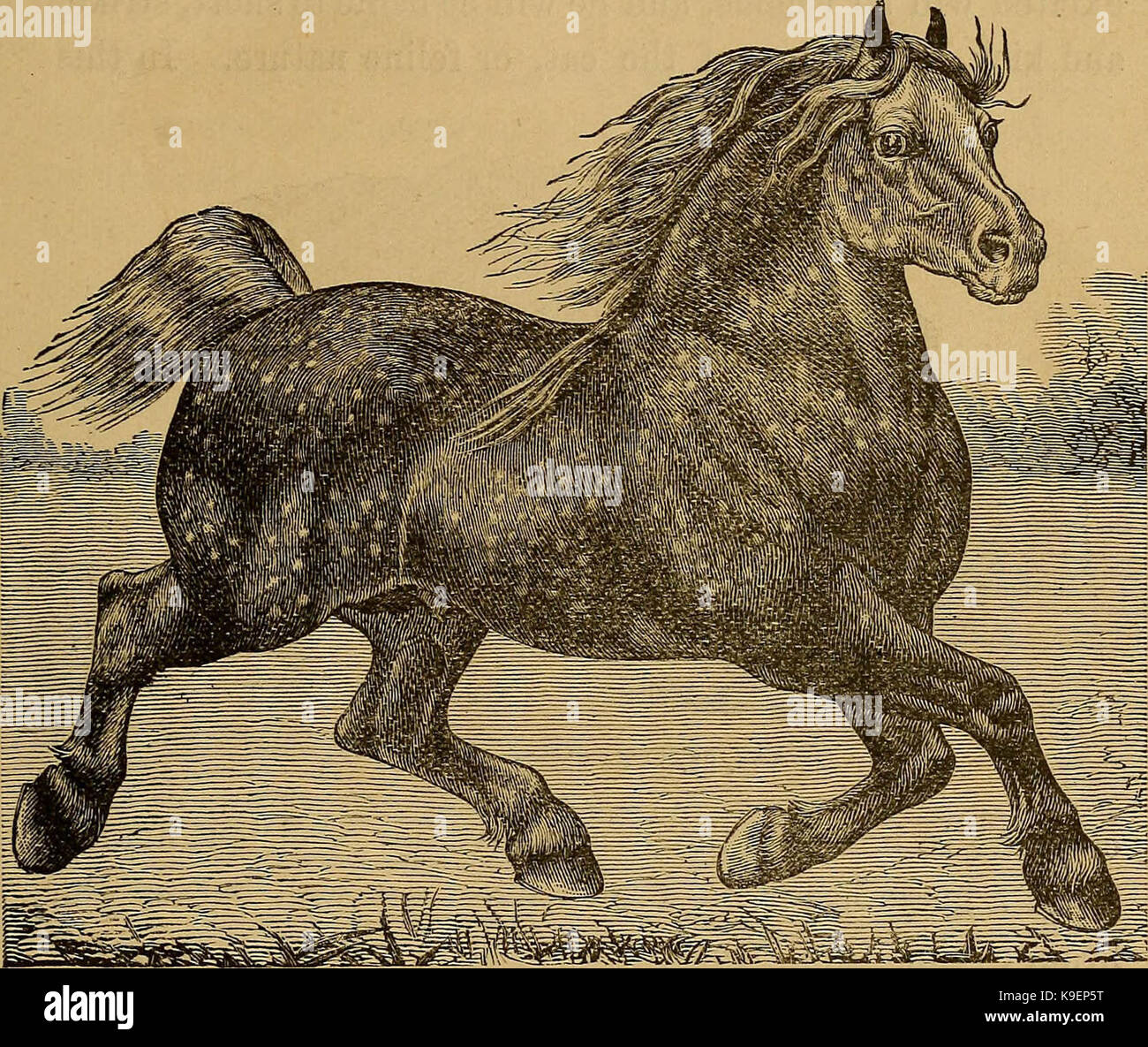 "The art of taming and educating the horse .." (1884 Stock Photo - Alamy