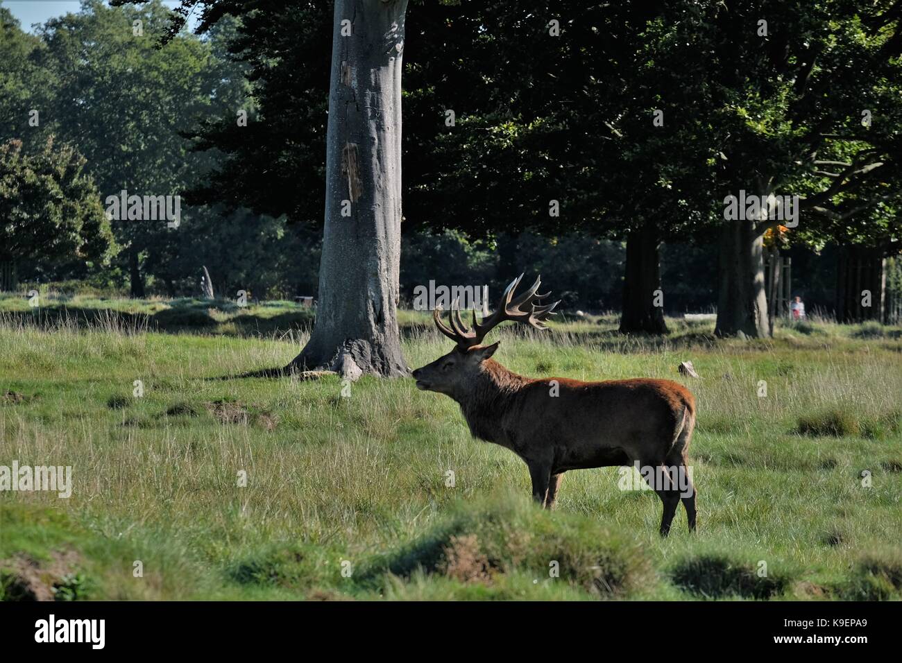 stags in the park Stock Photo - Alamy