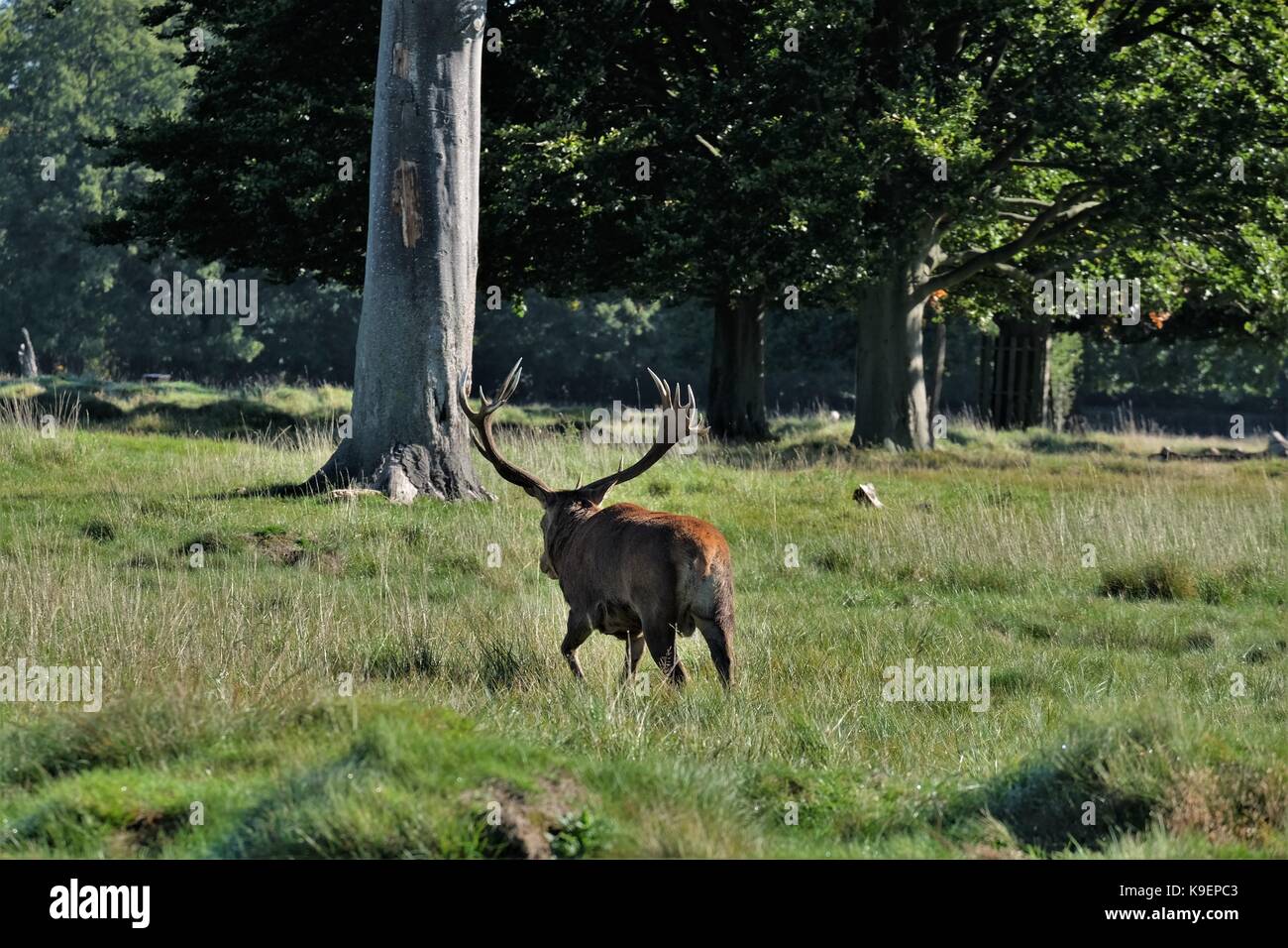 stags in the park Stock Photo - Alamy