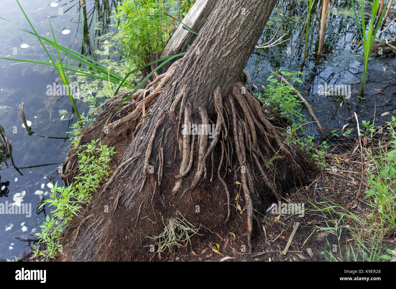 Tree root. The root is like a vein. The root of the tree above the ...