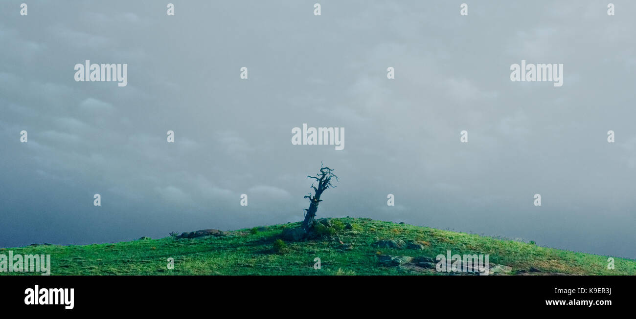 a dead tree on top of a green hill Stock Photo - Alamy