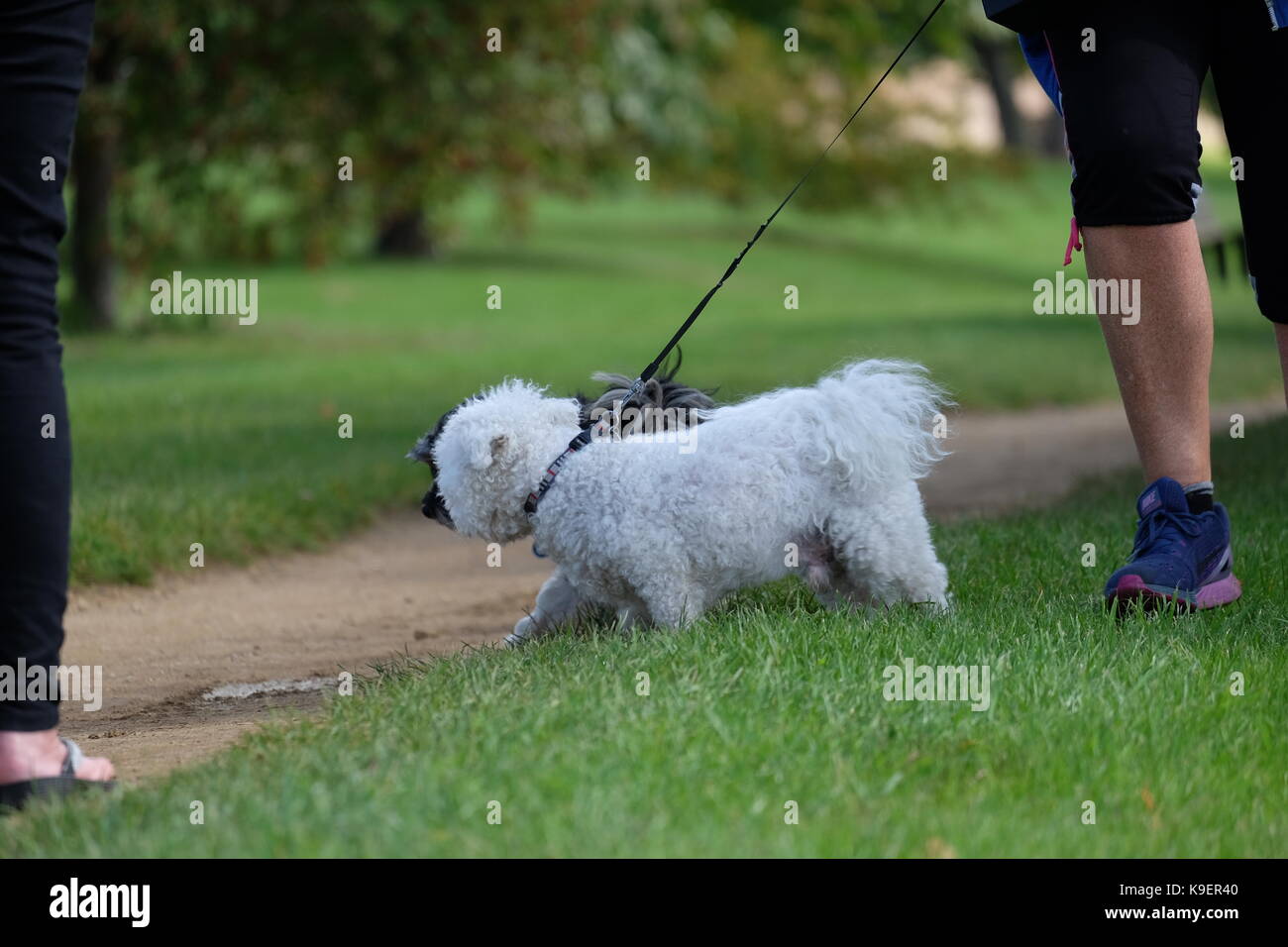 small dogs out walking Stock Photo - Alamy