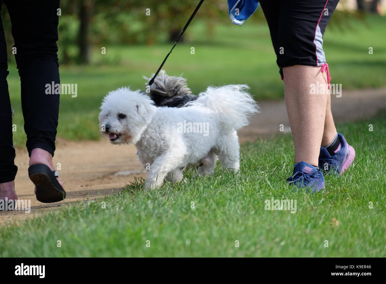 small dogs out walking Stock Photo - Alamy