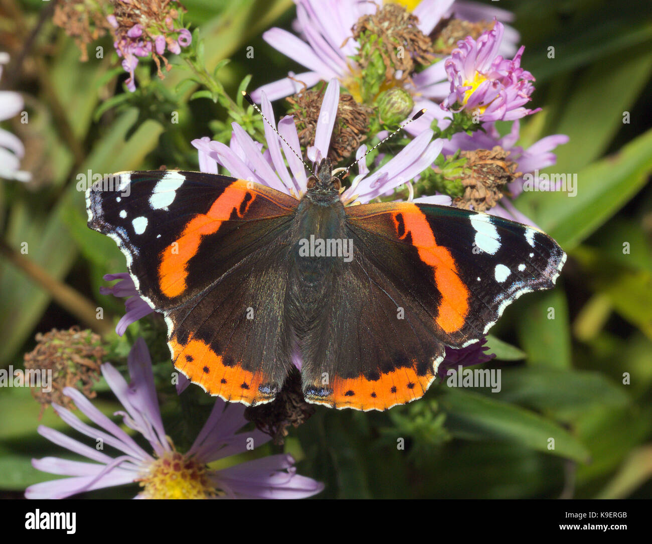 Red admiral butterfly imago hi-res stock photography and images - Alamy