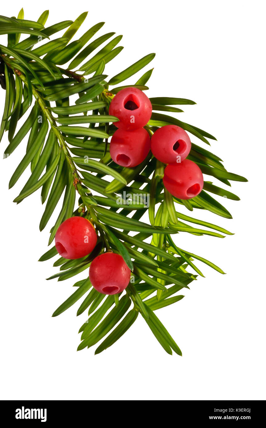 Twig yew tree with red fruits close up isolated on white background ...