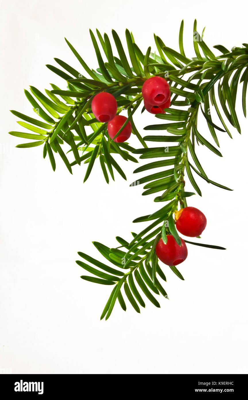 Twig yew tree with red fruits close up isolated on white background ...