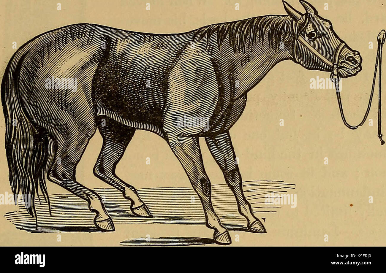 "The art of taming and educating the horse .." (1884 Stock Photo - Alamy