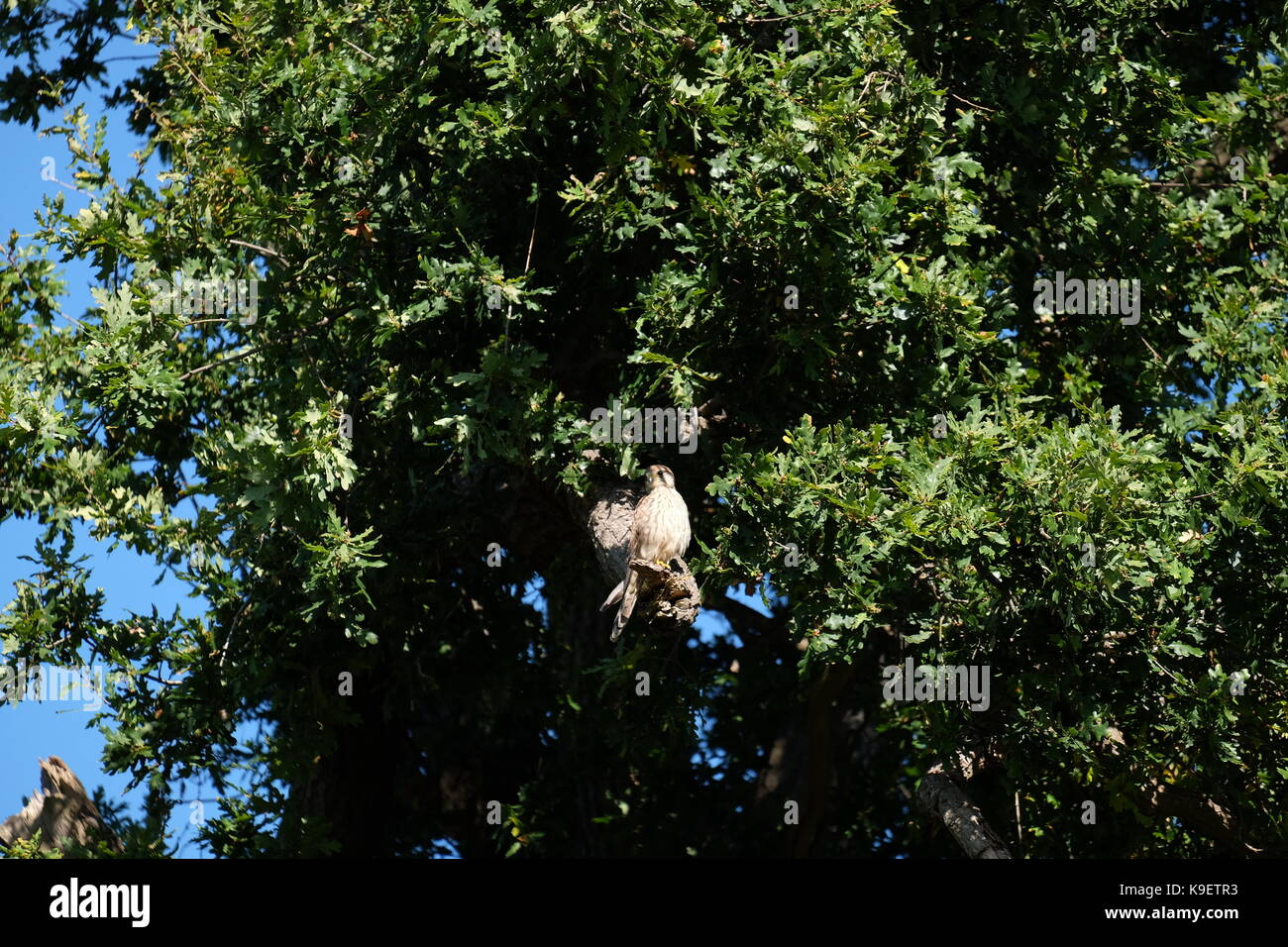 kestrel perched in a tree Stock Photo - Alamy