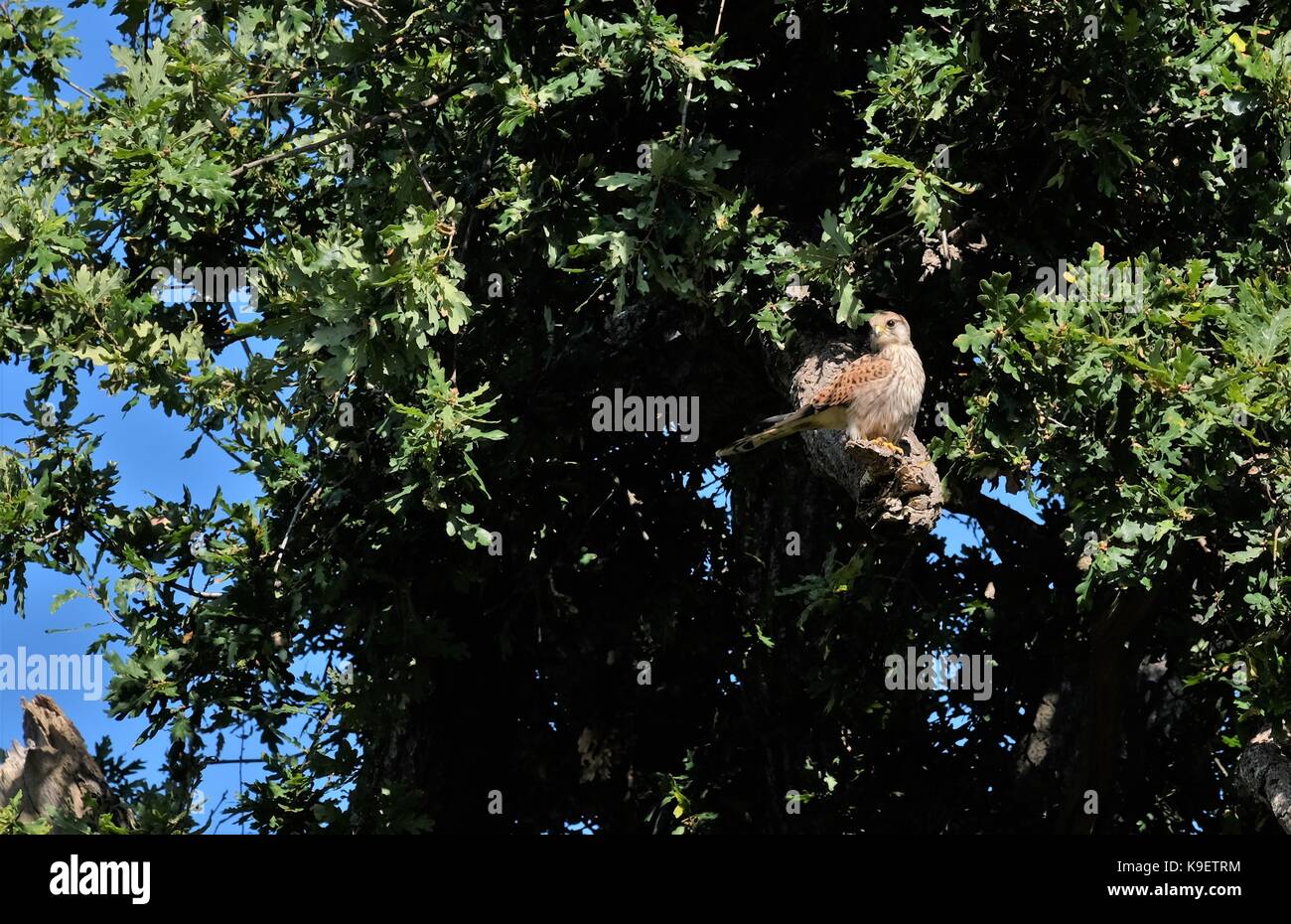 kestrel perched in a tree Stock Photo - Alamy