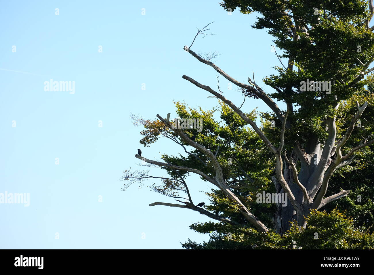 kestrel perched in a tree Stock Photo - Alamy