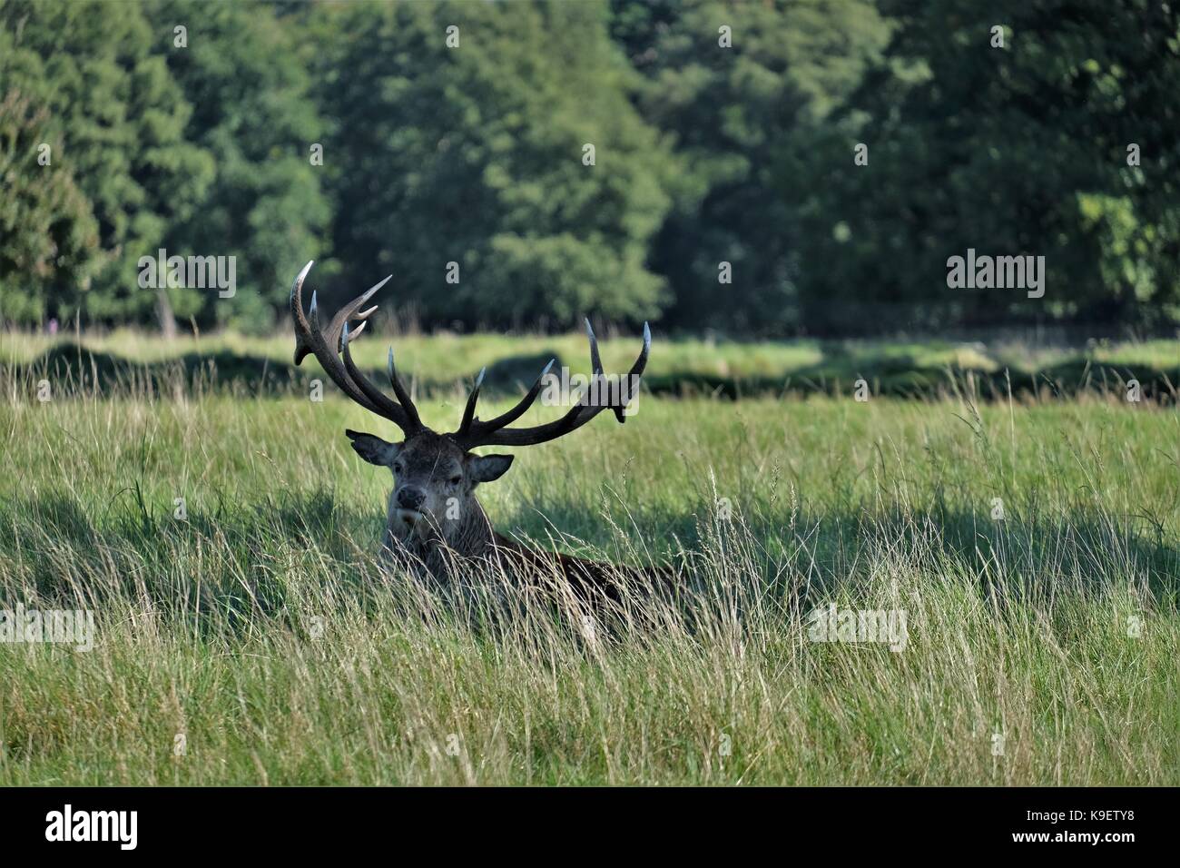 stags in the park Stock Photo - Alamy