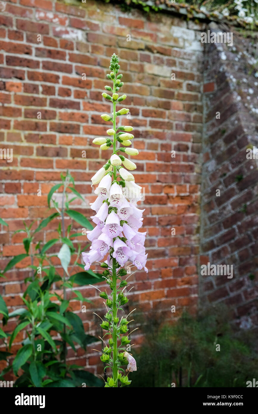 Pink foxglove digitalis Stock Photo - Alamy