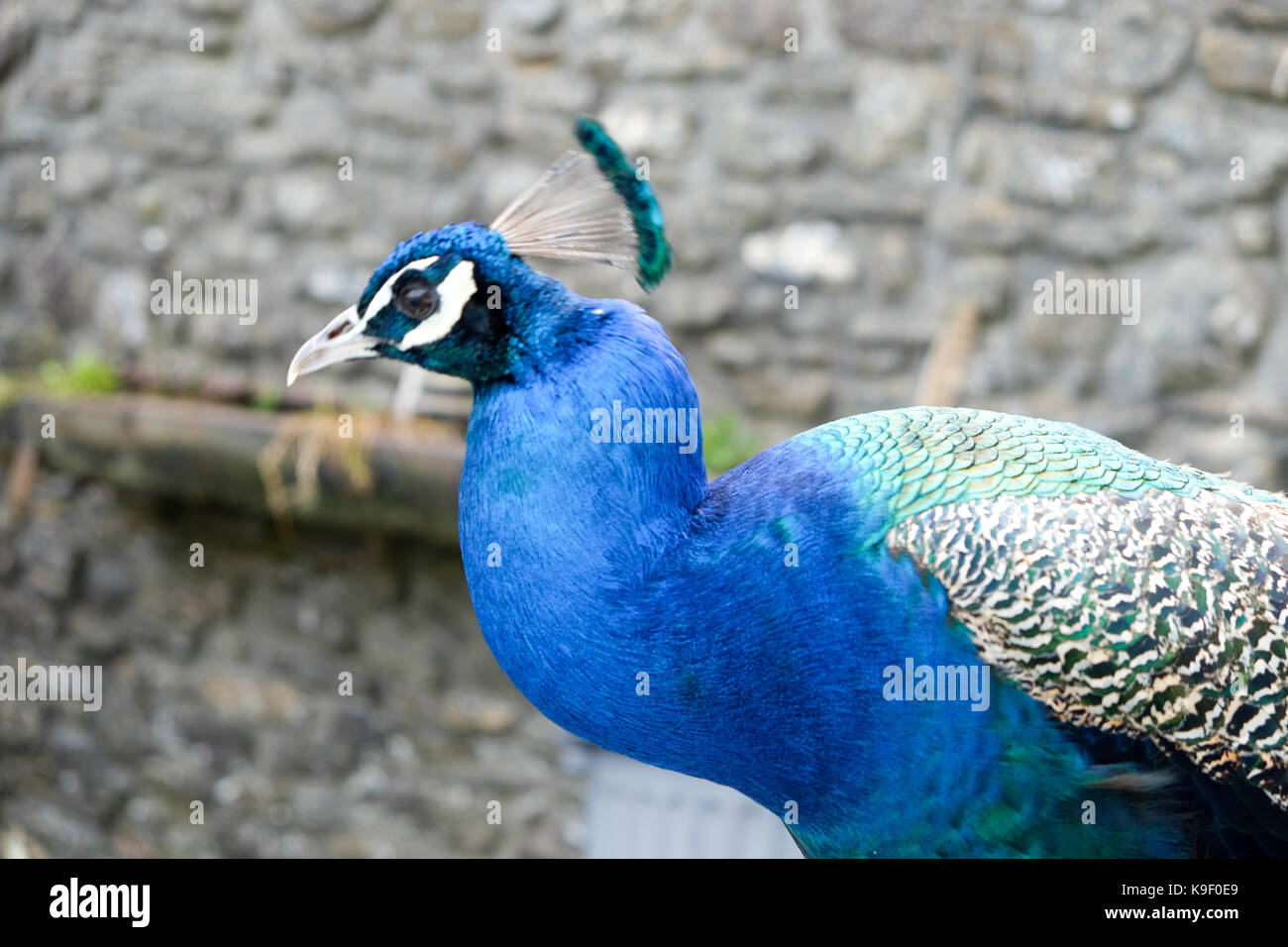Peacock at country Cottage Pumsaint Wales Stock Photo - Alamy