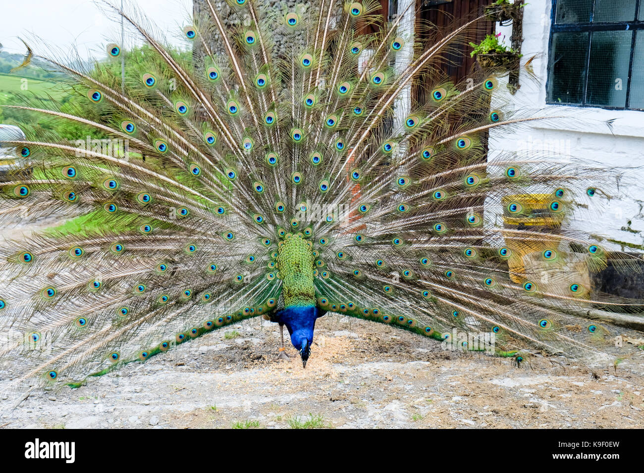 Peacock at country Cottage Pumsaint Wales Stock Photo - Alamy