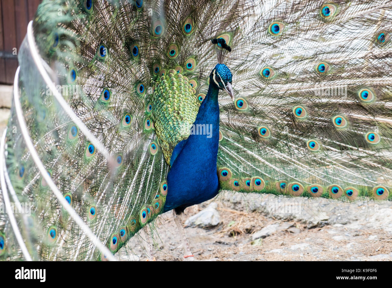 Peacock at country Cottage Pumsaint Wales Stock Photo - Alamy