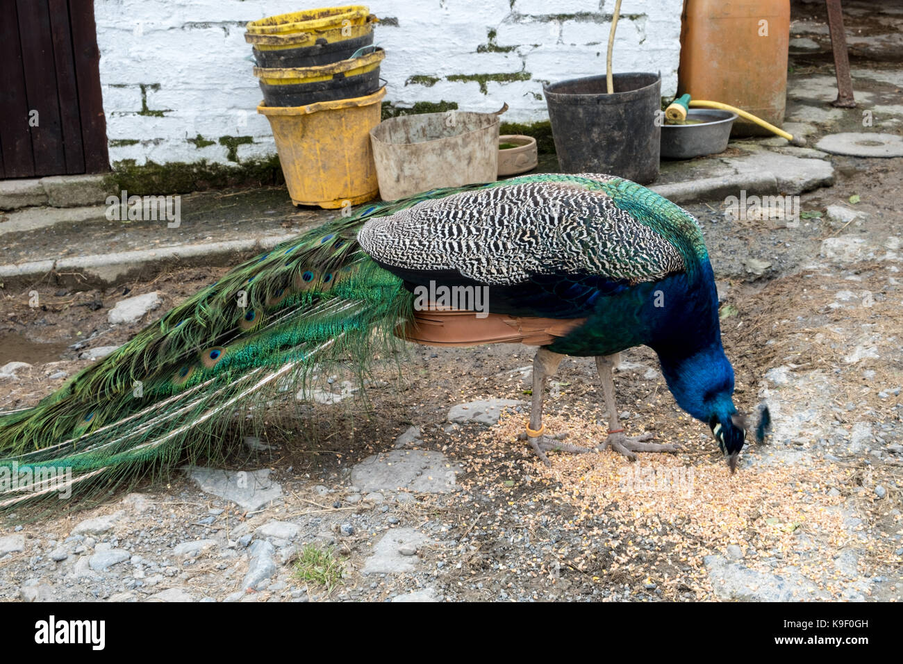 Peacock at country Cottage Pumsaint Wales Stock Photo - Alamy