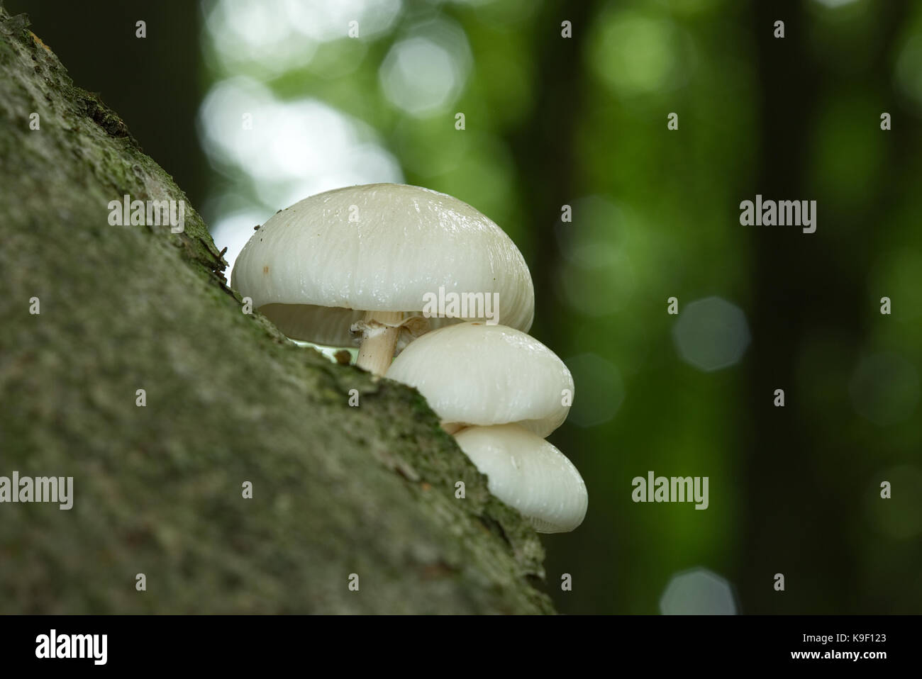 Porcelain Fungus, Oudemansiella Mucida, Armillaria mucida, appears June ...