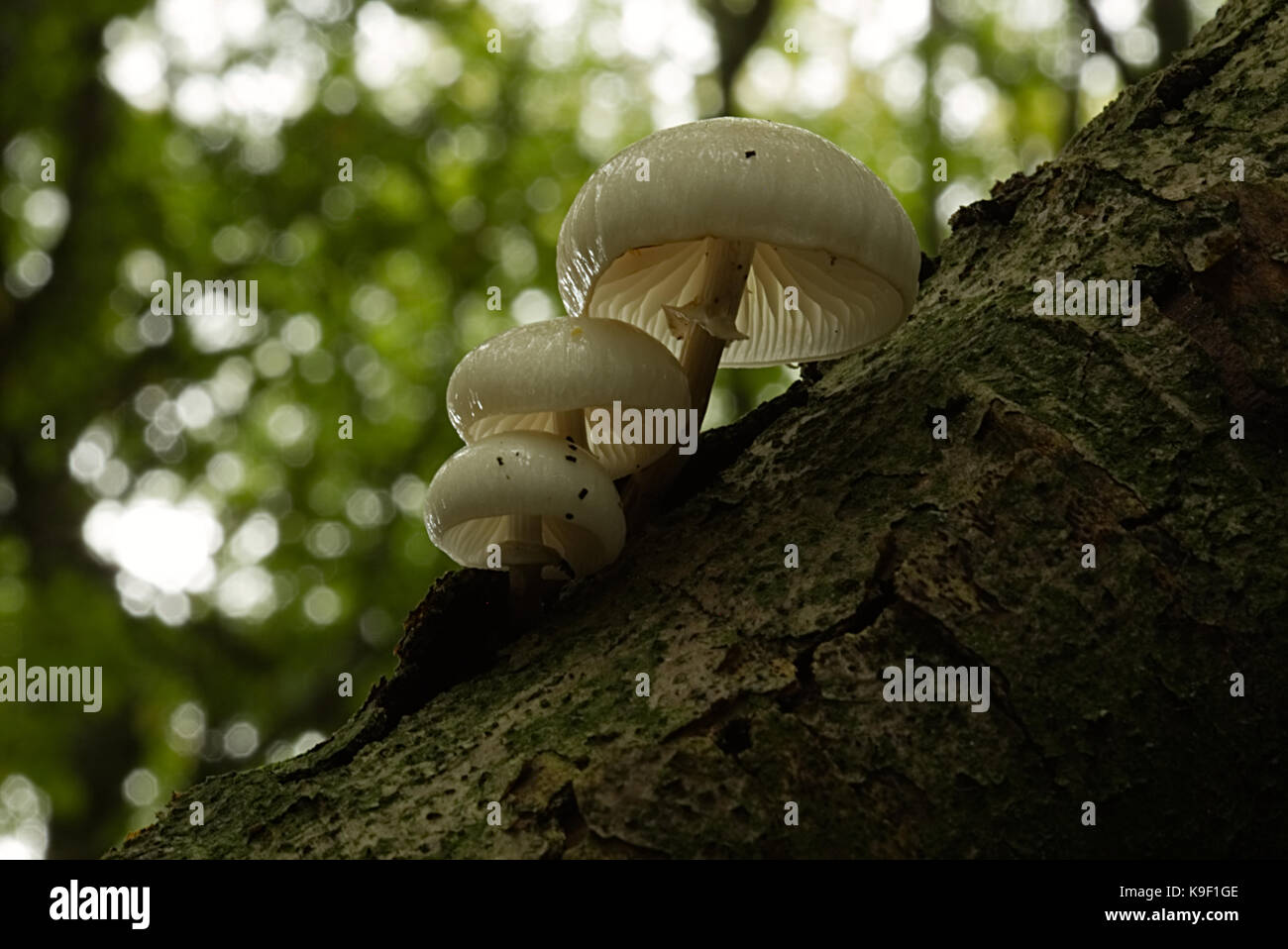 Porcelain Fungus, Oudemansiella Mucida, Armillaria mucida, appears June ...