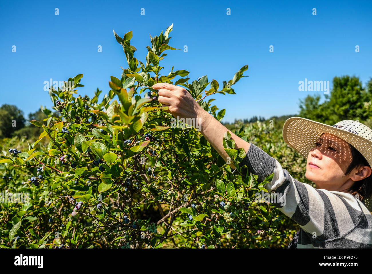 Asian fruit trees hi-res stock photography and images - Alamy