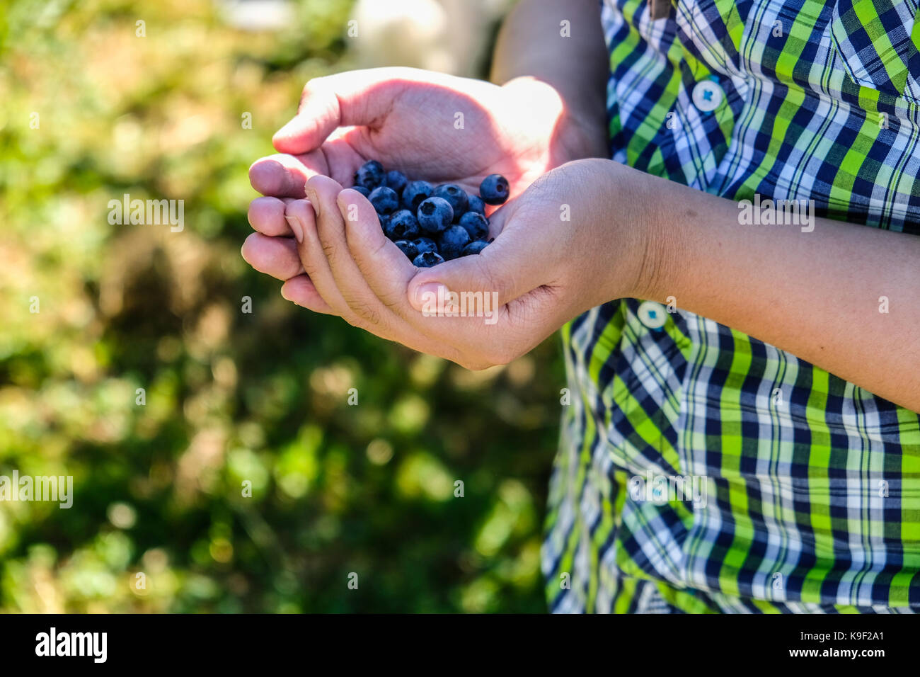 Hand holding blueberries hi-res stock photography and images - Alamy