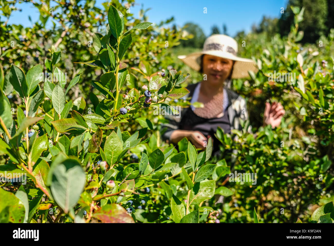Female hand picking blueberries in hi-res stock photography and images ...
