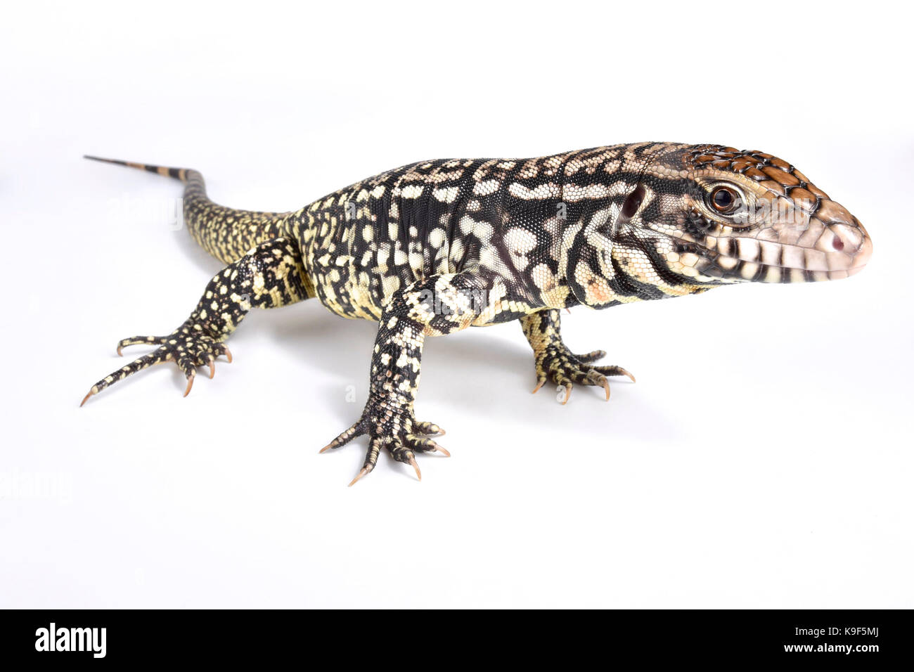 Giant tegu Cut Out Stock Images & Pictures - Alamy