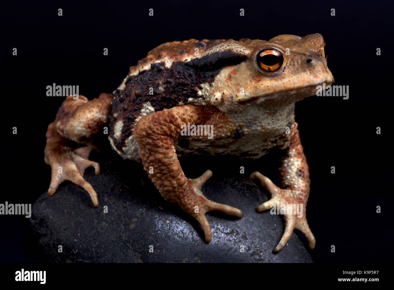 Miyako toad, Bufo gargarizans Stock Photo - Alamy