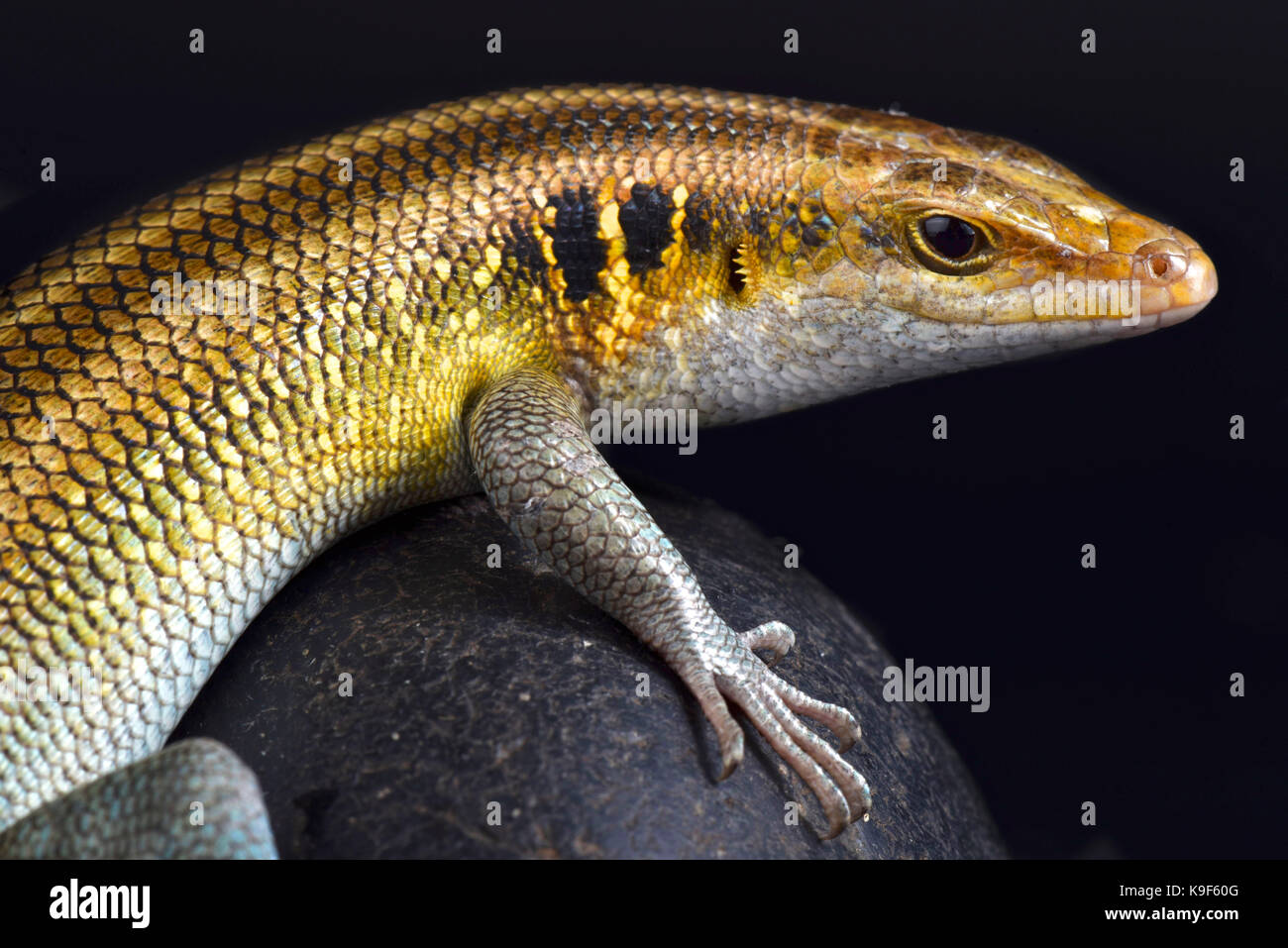 Rainbow Skink, Trachylepis quinquetaeniata Stock Photo - Alamy