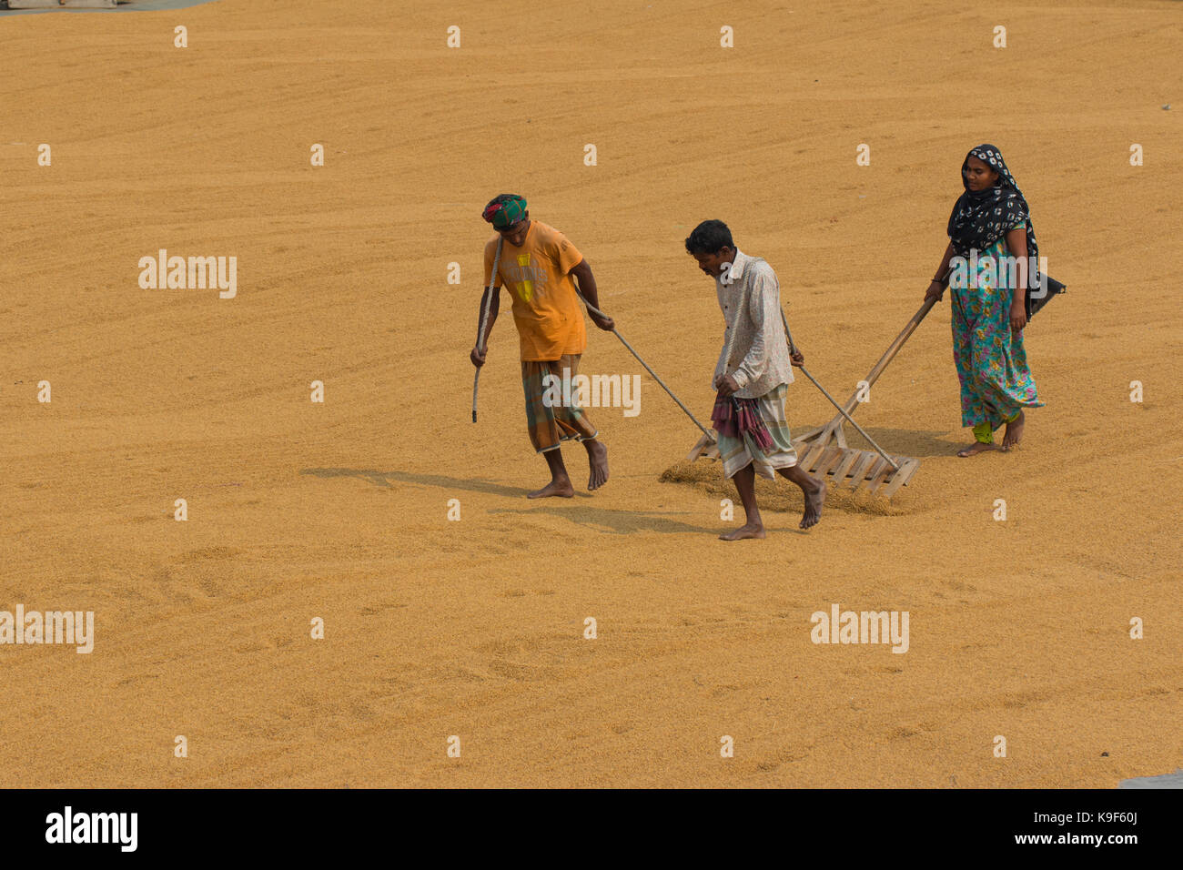 Process paddy into rice hi-res stock photography and images - Alamy