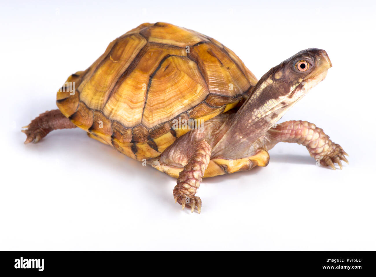 Gulf Coast box turtle, Terrapene carolina major Stock Photo - Alamy