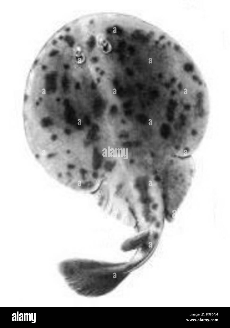 Narke japonica by garman Stock Photo - Alamy