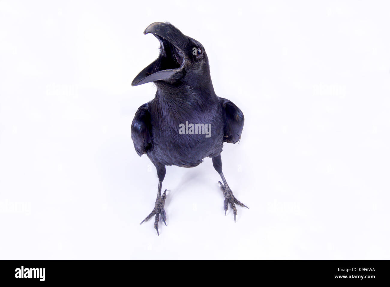 Common raven, Corvus corax corax Stock Photo - Alamy