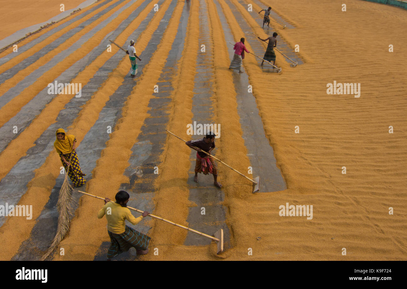 Paddy boiling hi-res stock photography and images - Alamy