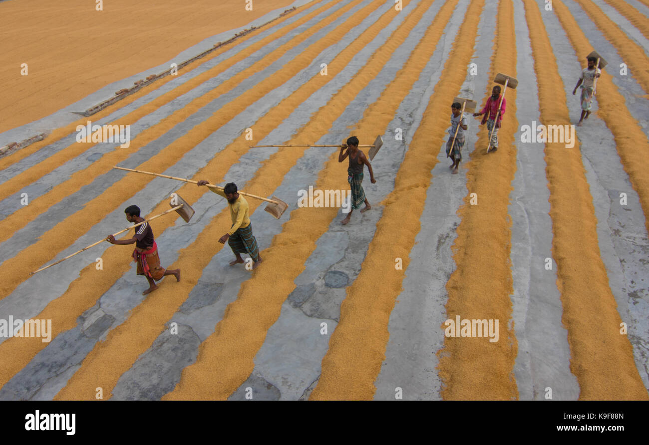 Process paddy into rice hi-res stock photography and images - Alamy