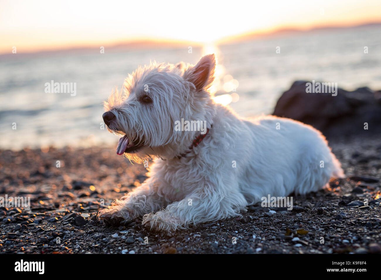 Good looking dog hi-res stock photography and images - Alamy