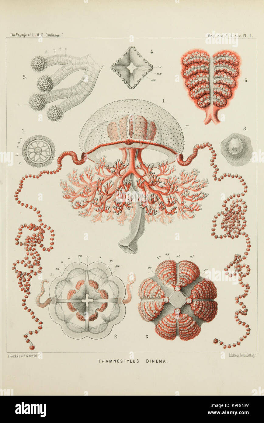 Medusae Plate 01 Stock Photo - Alamy