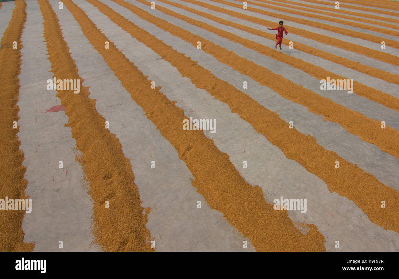 Paddy boiling hi-res stock photography and images - Alamy