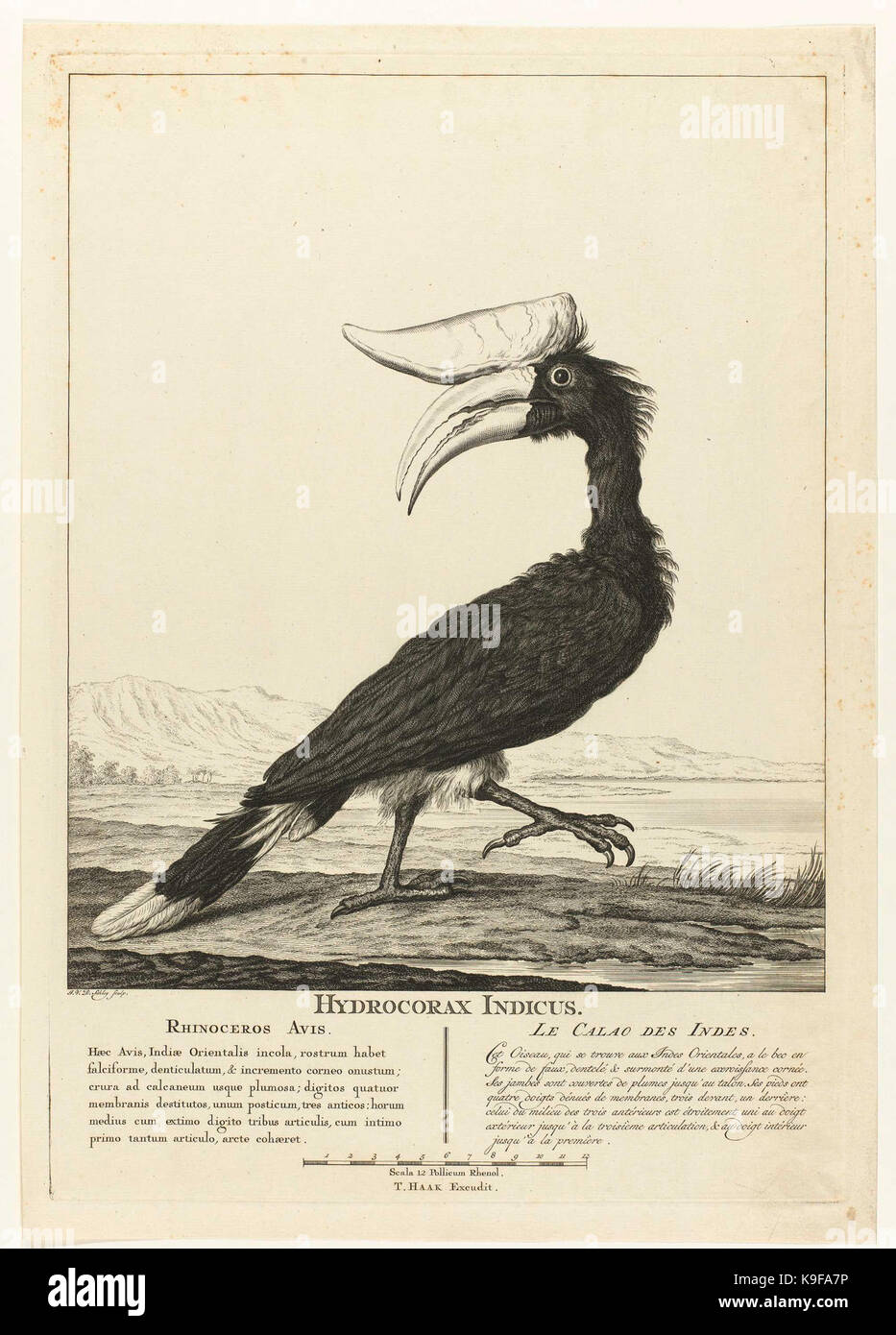 Neushoornvogel hi-res stock photography and images - Alamy