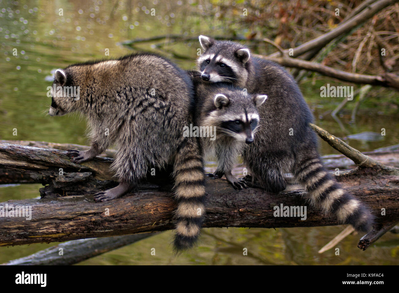 Rascals hi-res stock photography and images - Alamy