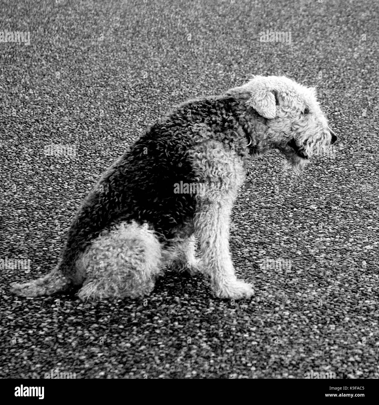 Contemplating dog hi-res stock photography and images - Alamy