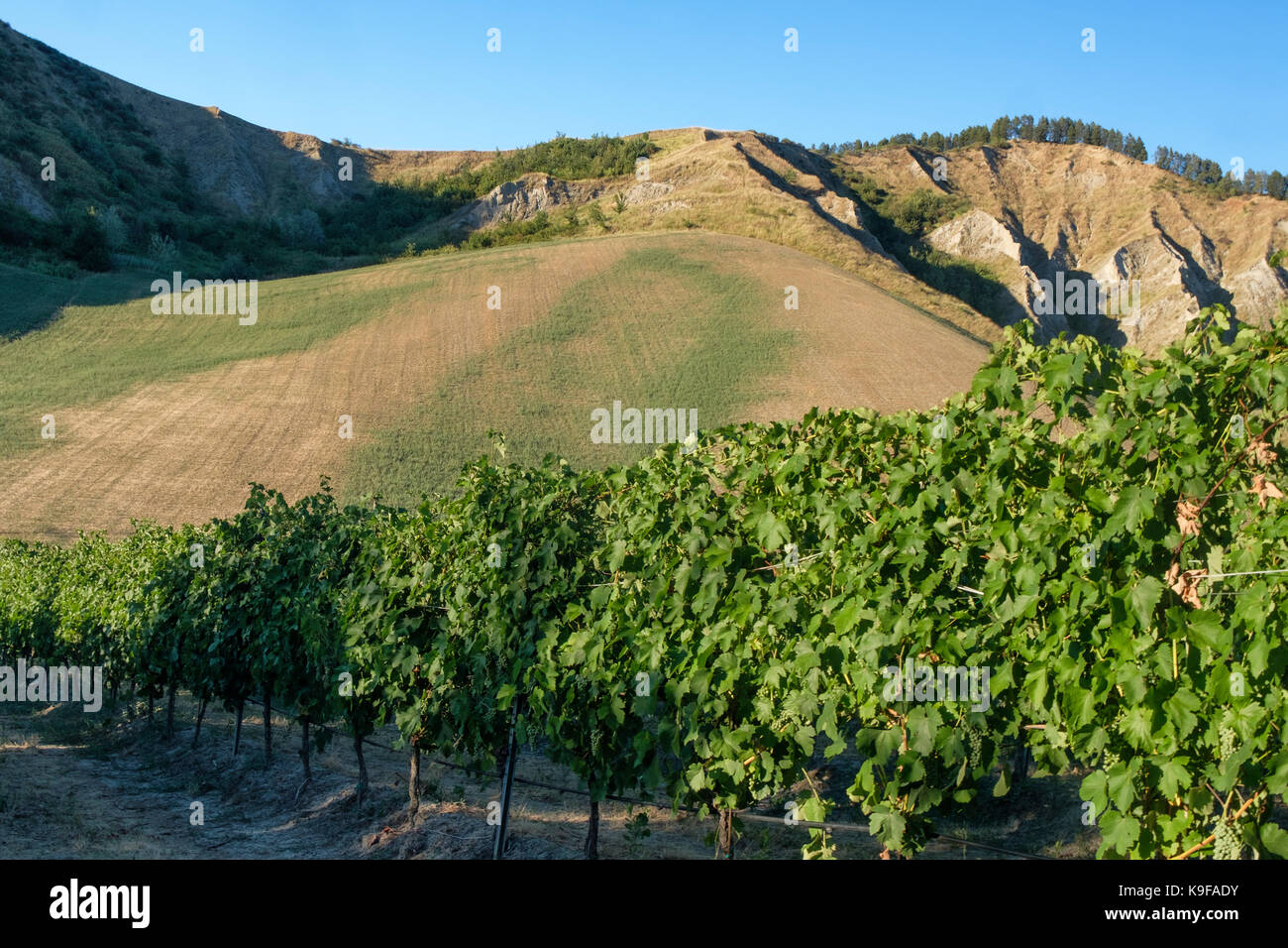 Country landscape between Riolo Terme and Brisighella (Ravenna, Emilia ...