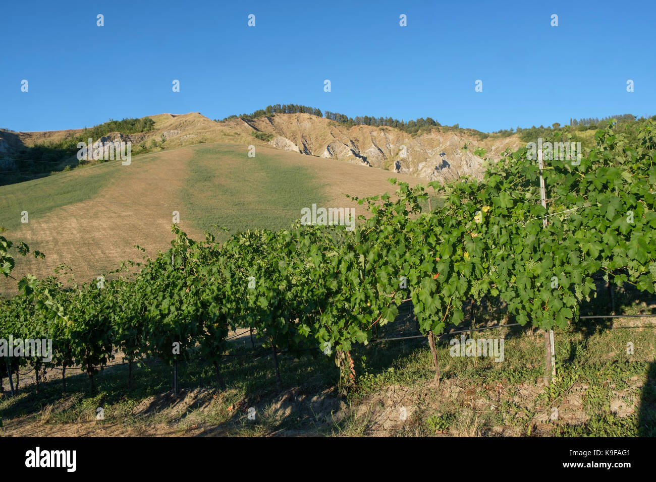 Country landscape between Riolo Terme and Brisighella (Ravenna, Emilia ...