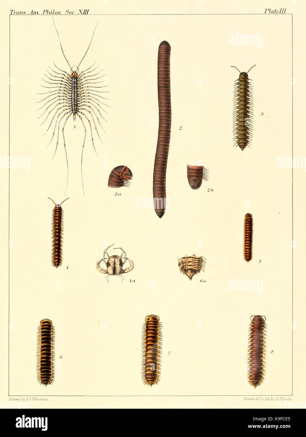 Myriapoda of North America 1865 plate III Stock Photo - Alamy